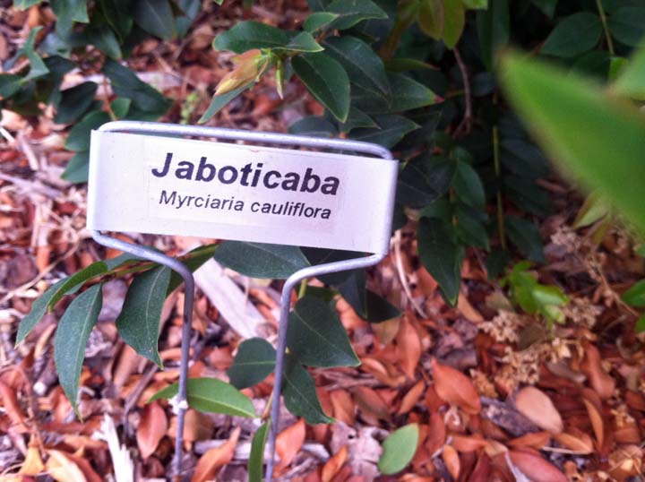 The Best Way To Label Your Plants TastyLandscapeTastyLandscape